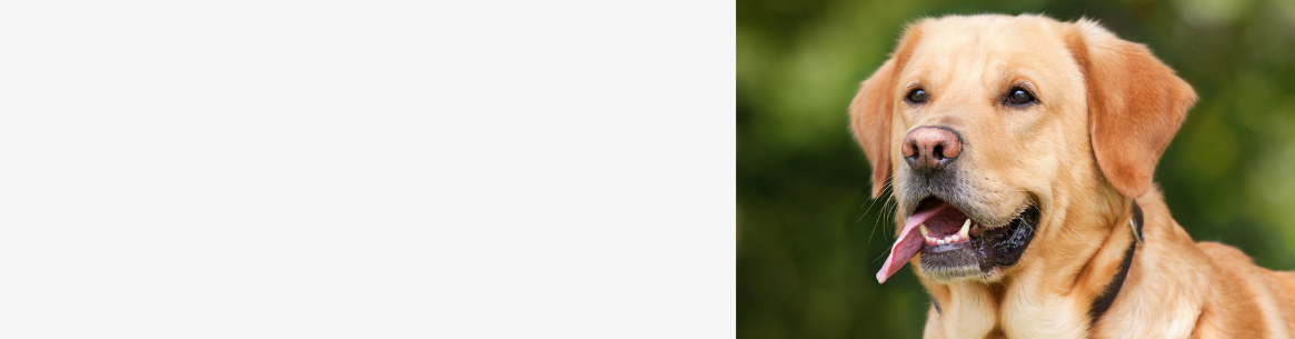 Apply for Dog License Online Tamil Nadu - Step-by-Step Guide